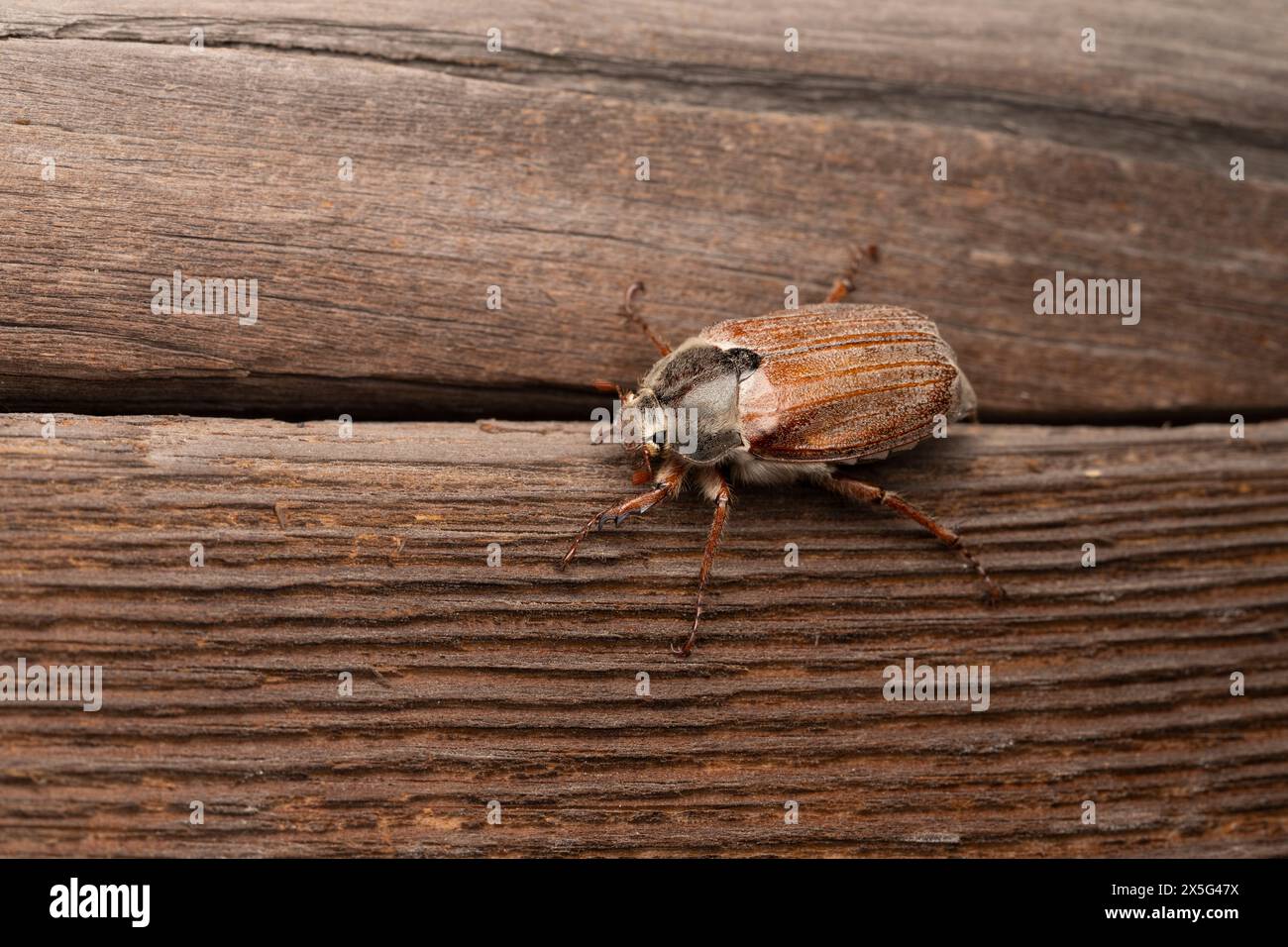 Melolontha melolontha Family Scarabaeidae Genus Melolontha Common ...