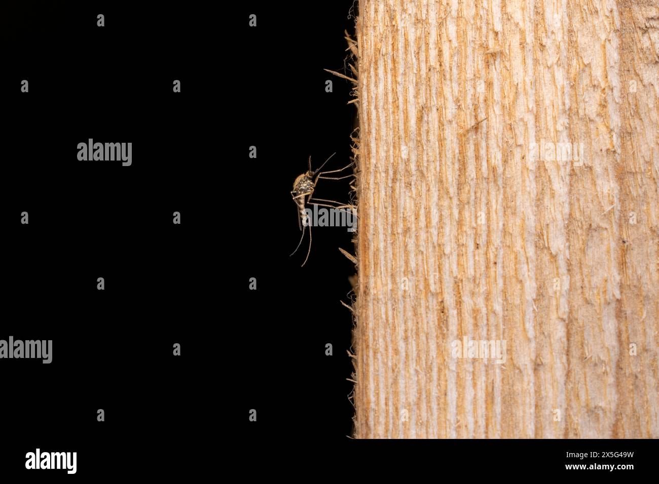 Aedes vexans Family Culicidae Genus Aedes Inland floodwater mosquito ...