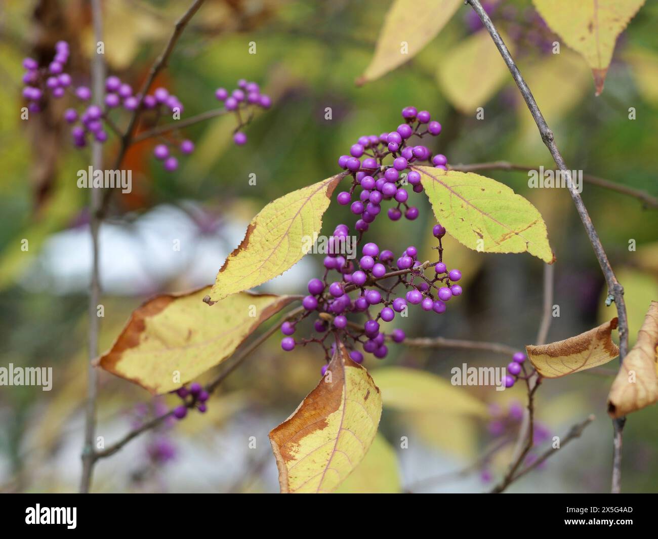 The Chinese crape myrtle (Lagerstroemia indica) is an ornamental tree ...