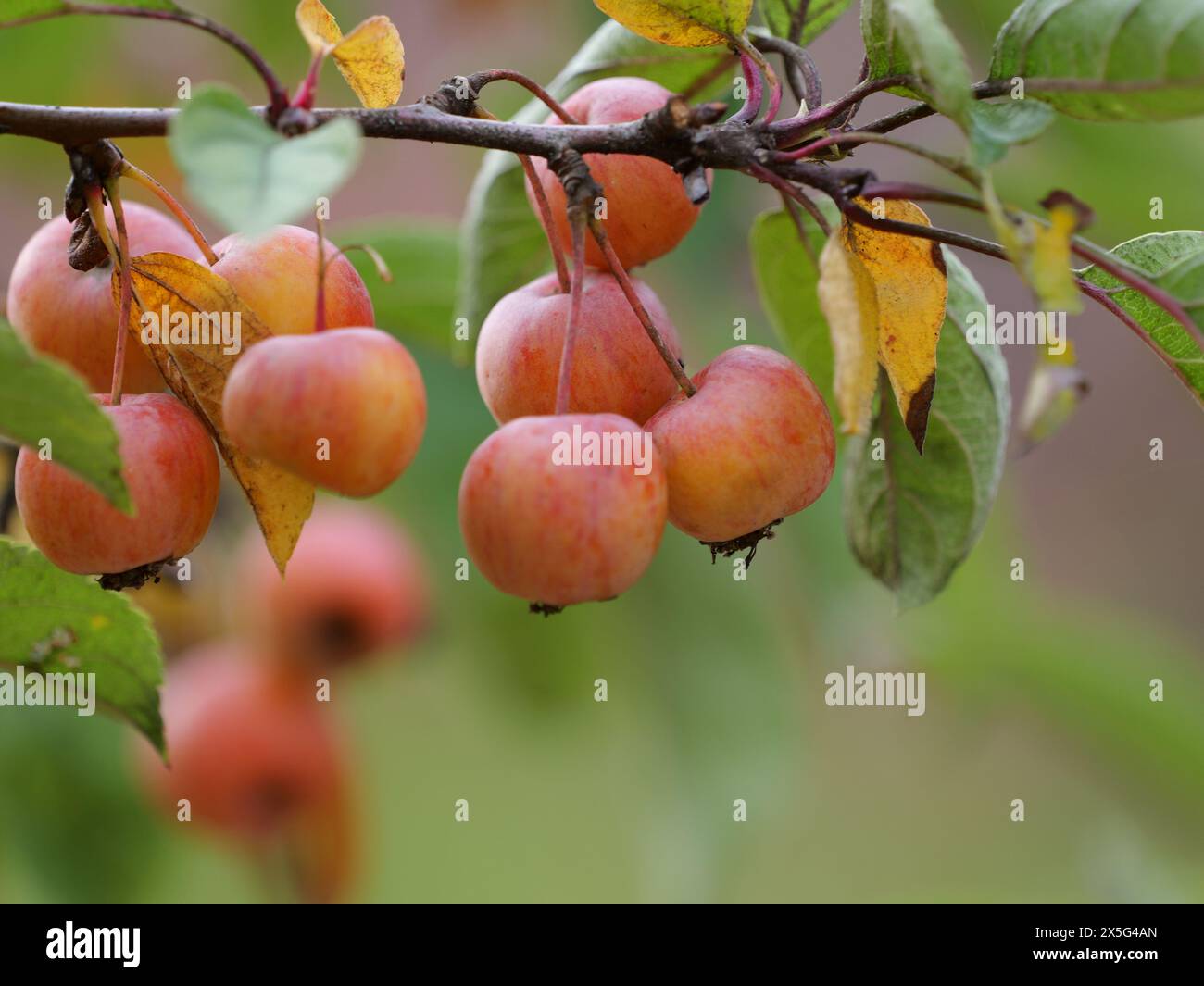 The ornamental apple 'Evereste' is commonly used as an ornamental tree ...