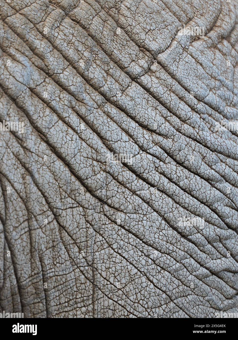 Elephant anatomy hi-res stock photography and images - Alamy
