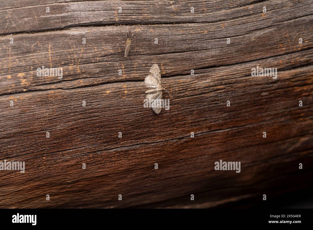 Eupithecia subfuscata Family Geometridae Genus Eupithecia Grey pug moth ...