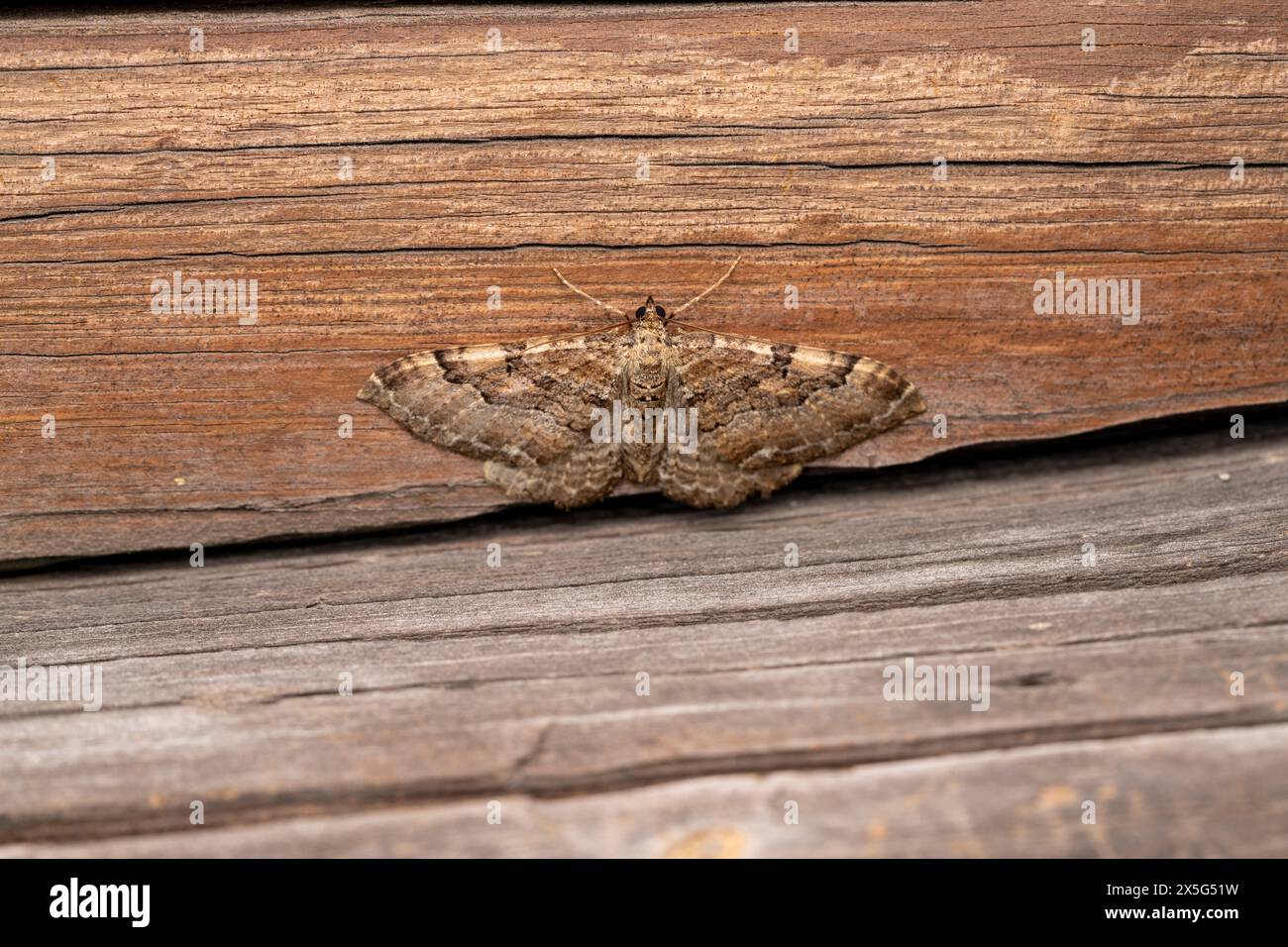 Scarce tissue moth hi-res stock photography and images - Alamy