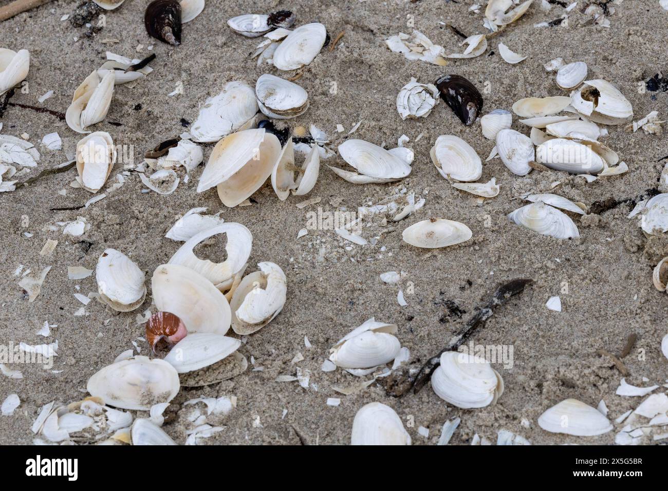 Muscheln am Strand Sandklaffmuscheln und Miesmuscheln liegen am ...