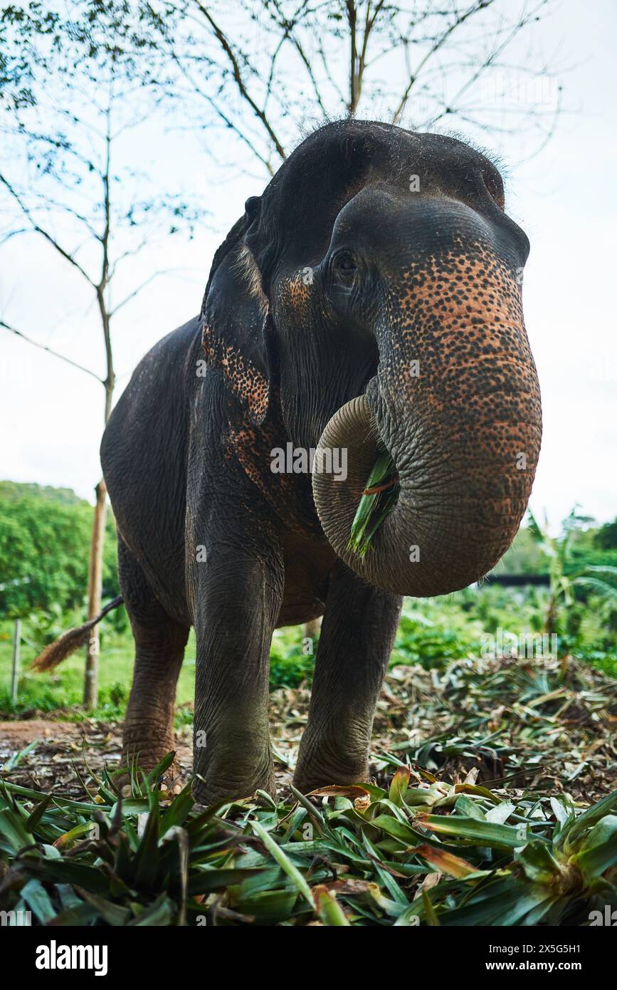 Elephant, nature and outside mammal eating, Sri Lanka animal and plants ...