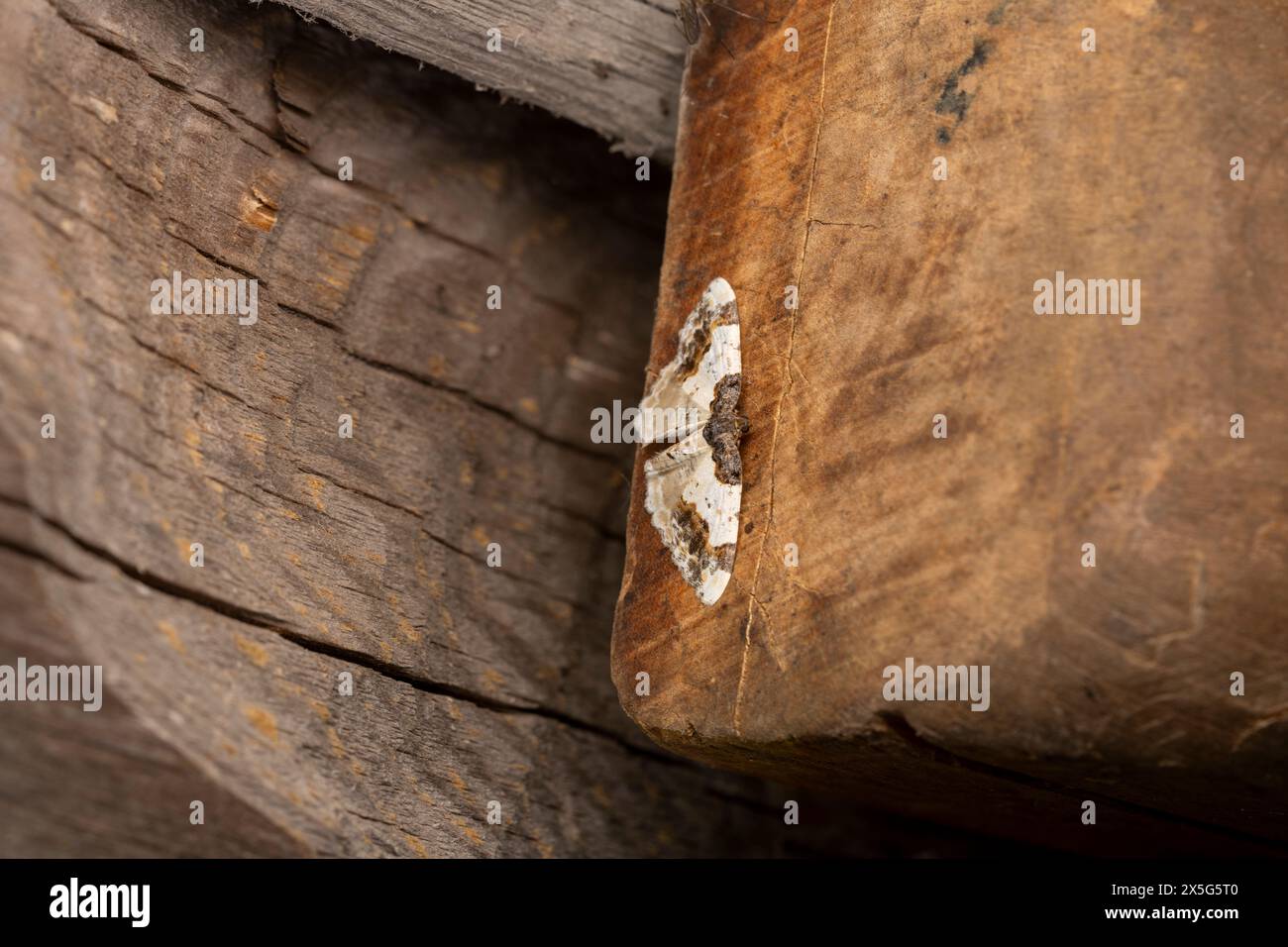 Moth in the wild hi-res stock photography and images - Alamy