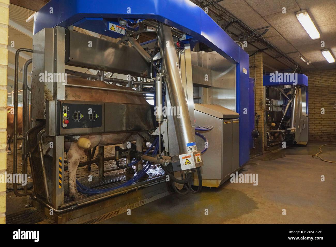 Milking robot on a modern cow farm in Denmark Stock Photo - Alamy