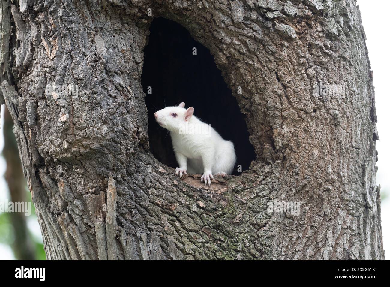 A cute white squirrel inside of a hole in a large tree in the city park ...