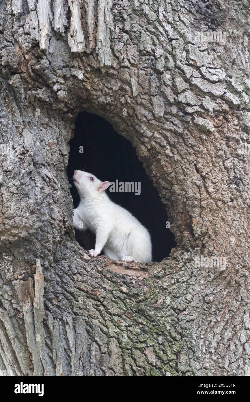 A cute white squirrel inside of a hole in a large tree in the city park ...