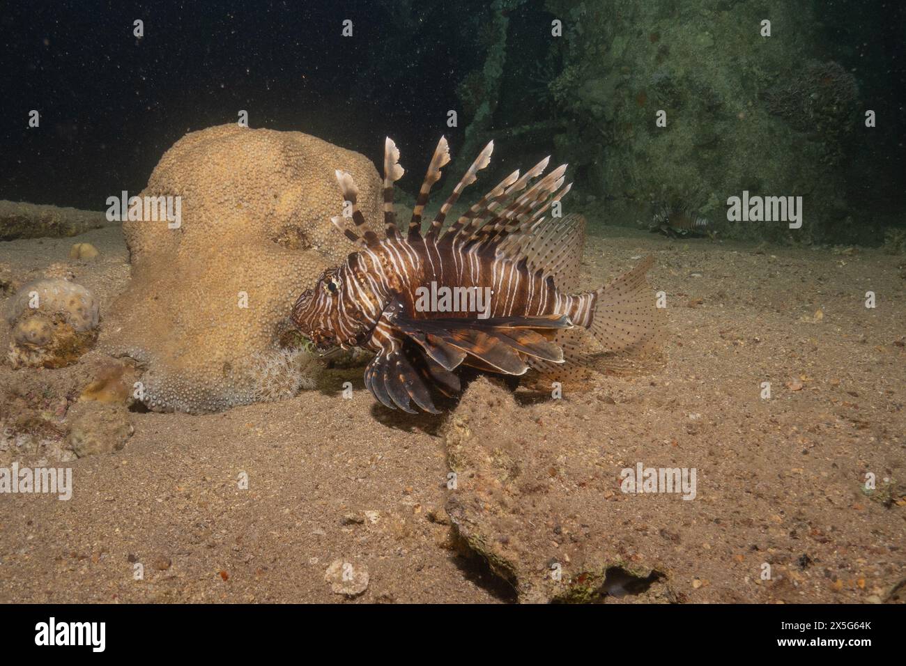 Lionfish in the Red Sea colorful fish, Eilat Israel Stock Photo - Alamy