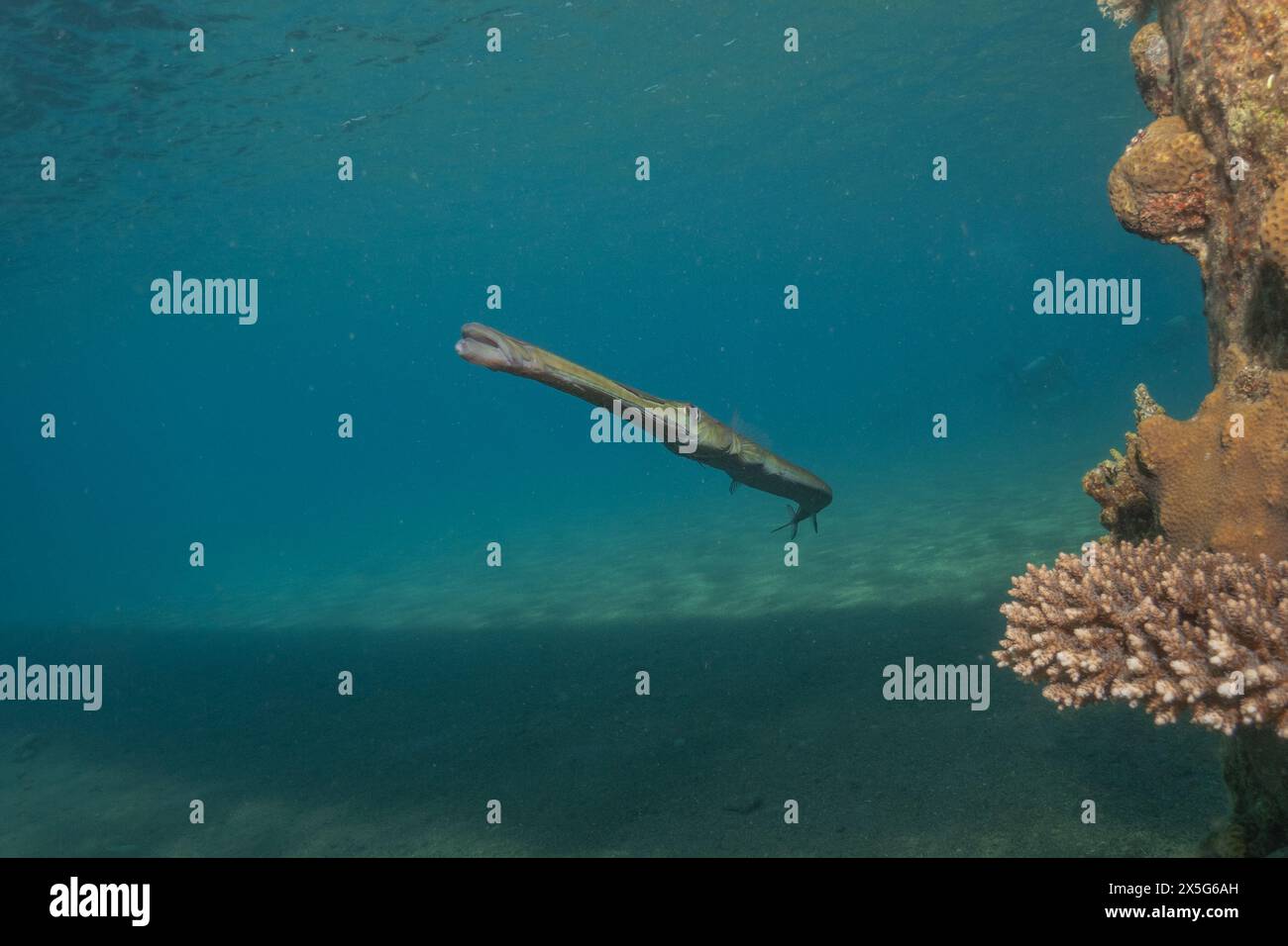 Squid in red sea hi-res stock photography and images - Alamy