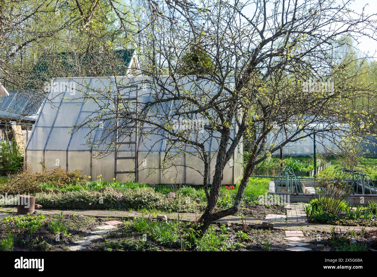 Orchard with greenhouse in the background in early spring. Cottage ...
