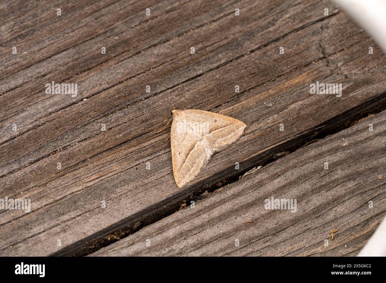 Petrophora chlorosata Family Geometridae Genus Petrophora Brown silver ...
