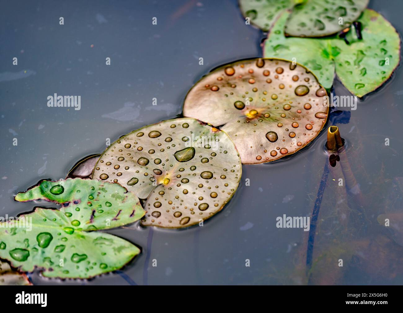 A line of Lilly pads with water drops on pond Stock Photo - Alamy