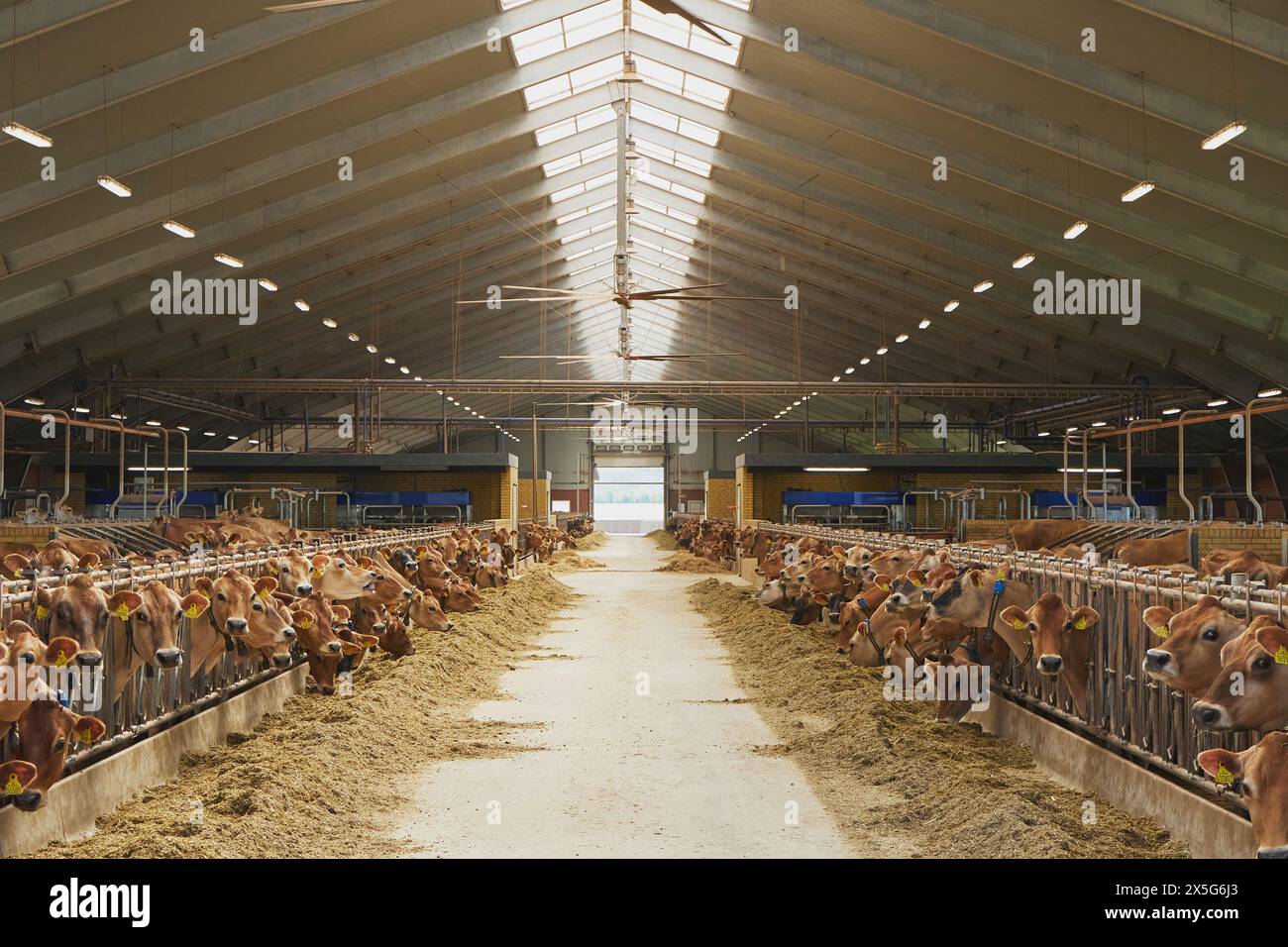 Cute Jersey cows on a farm in Denmark Stock Photo - Alamy