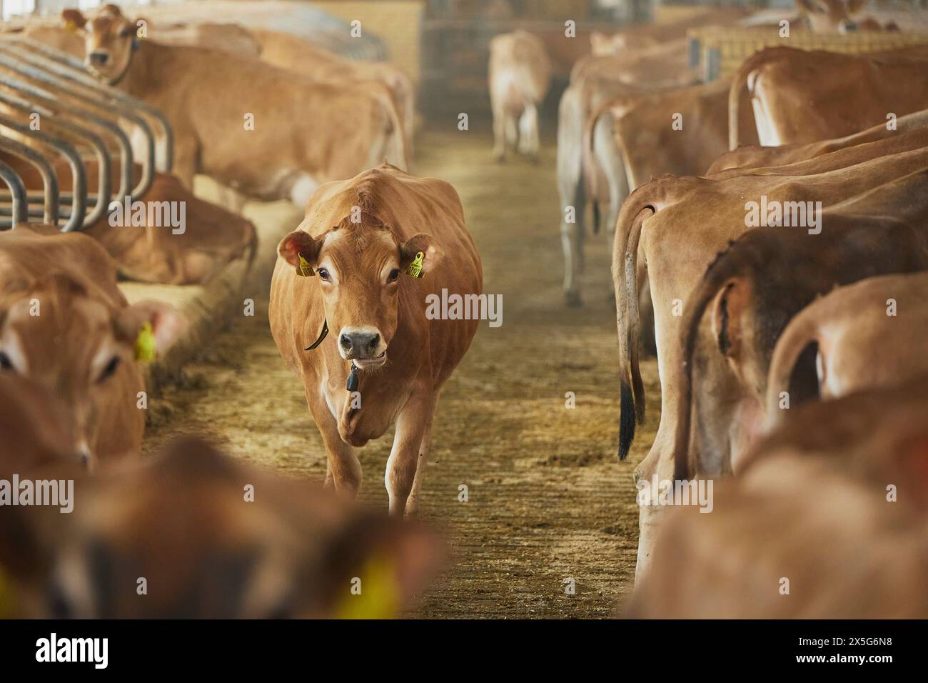 Cute Jersey cows on a farm in Denmark Stock Photo - Alamy