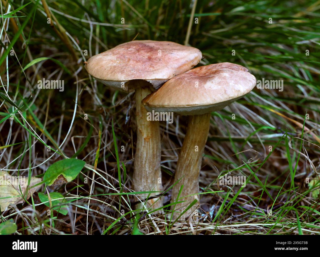 A Pair of Brown Birch Boletes, Leccinum scabrum, Boletaceae. A Common ...