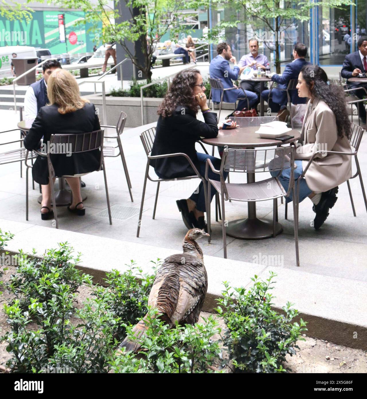 New York, New York, USA. 9th May, 2024. A WILD TURKEY seen at 280 East ...