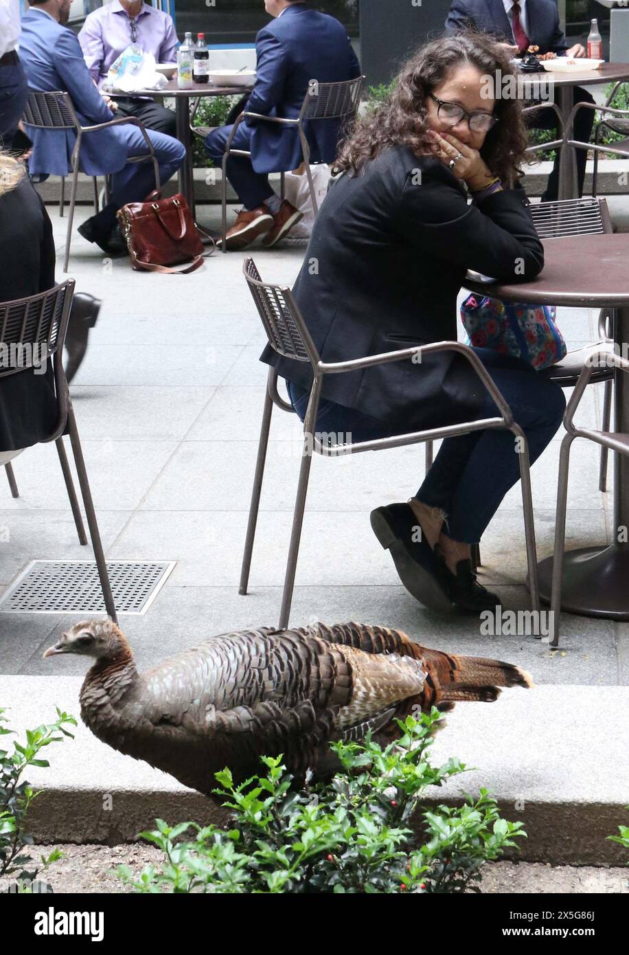New York, New York, USA. 9th May, 2024. A WILD TURKEY seen at 280 East ...