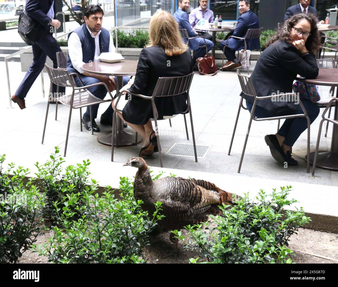 New York, New York, USA. 9th May, 2024. A WILD TURKEY seen at 280 East ...
