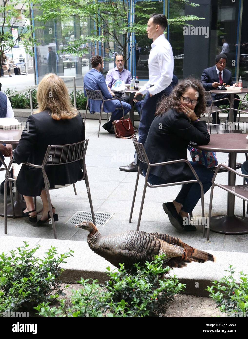 New York, New York, USA. 9th May, 2024. A WILD TURKEY seen at 280 East ...