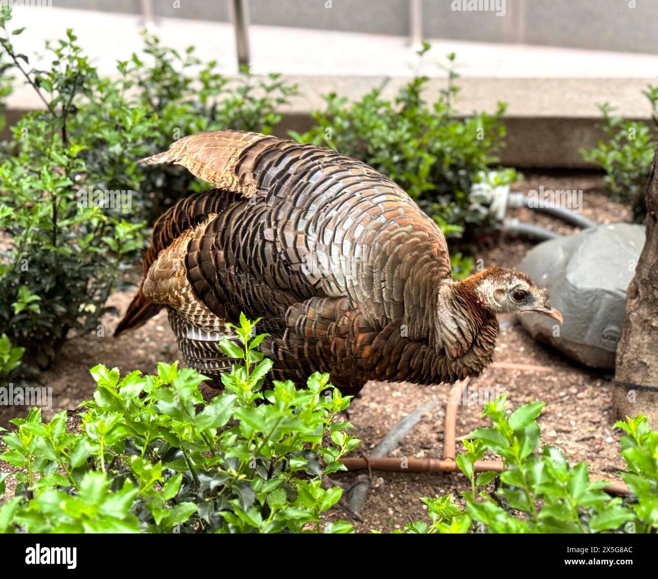 New York, New York, USA. 9th May, 2024. A WILD TURKEY seen at 280 East ...