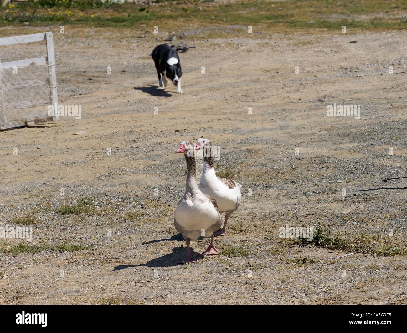 Purebred goose hi-res stock photography and images - Alamy