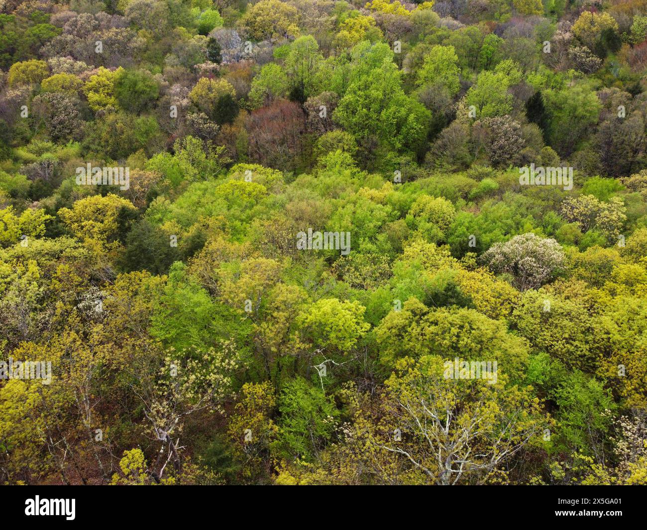 A Spring time dense forest filled with numerous green trees of varying ...