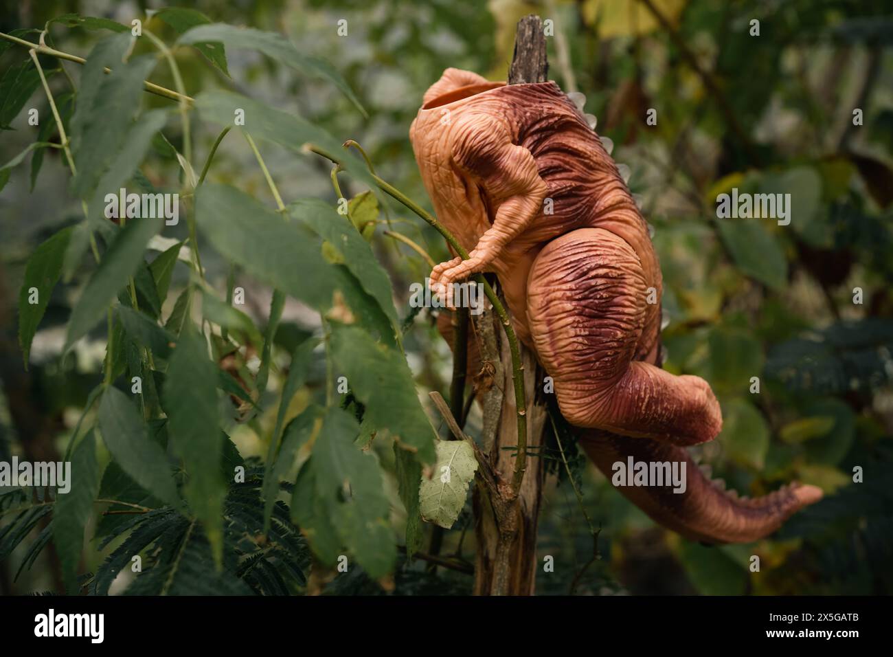 Dead animal at forest. Poaching concept Stock Photo - Alamy