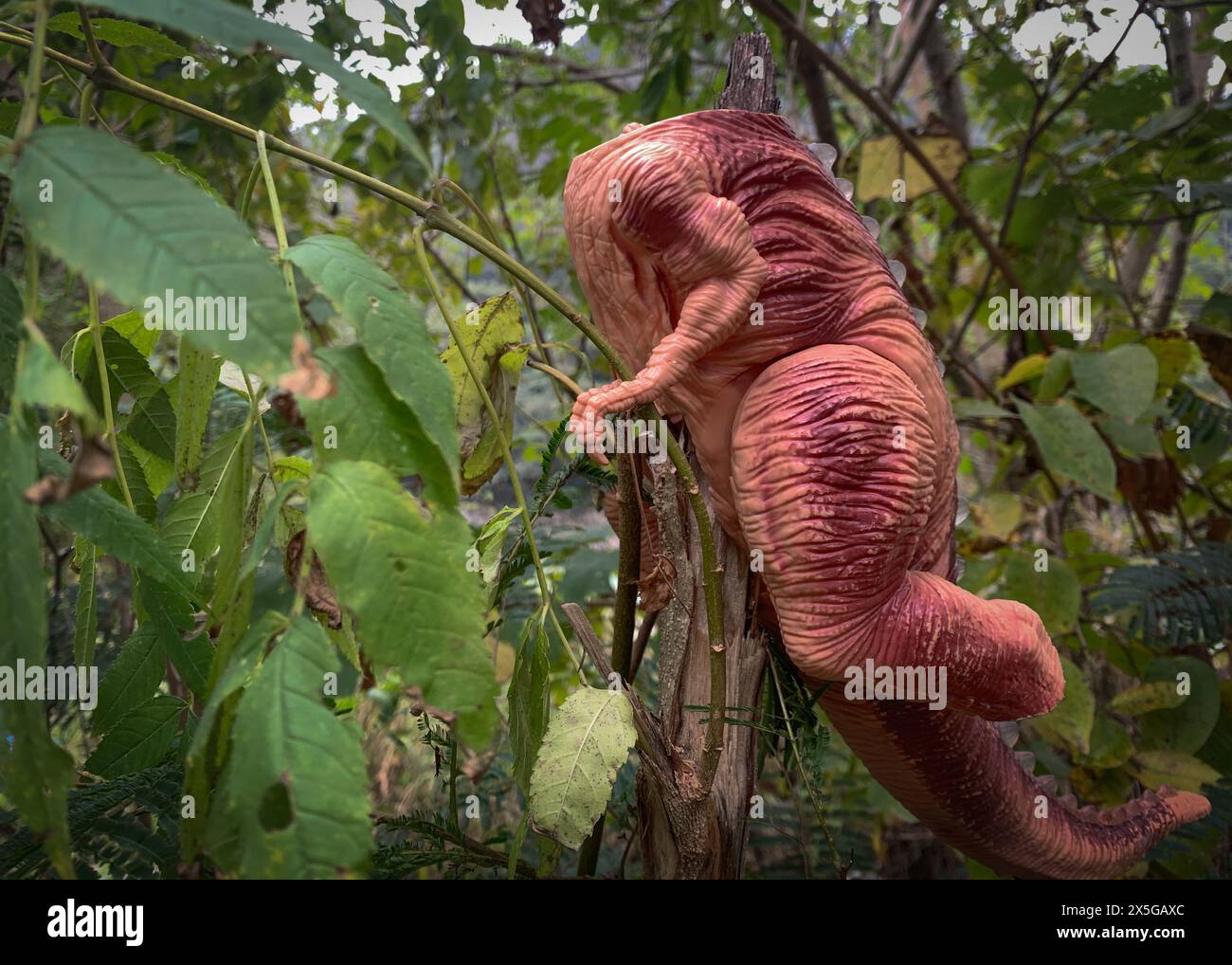 Dead animal at forest. Poaching concept Stock Photo - Alamy