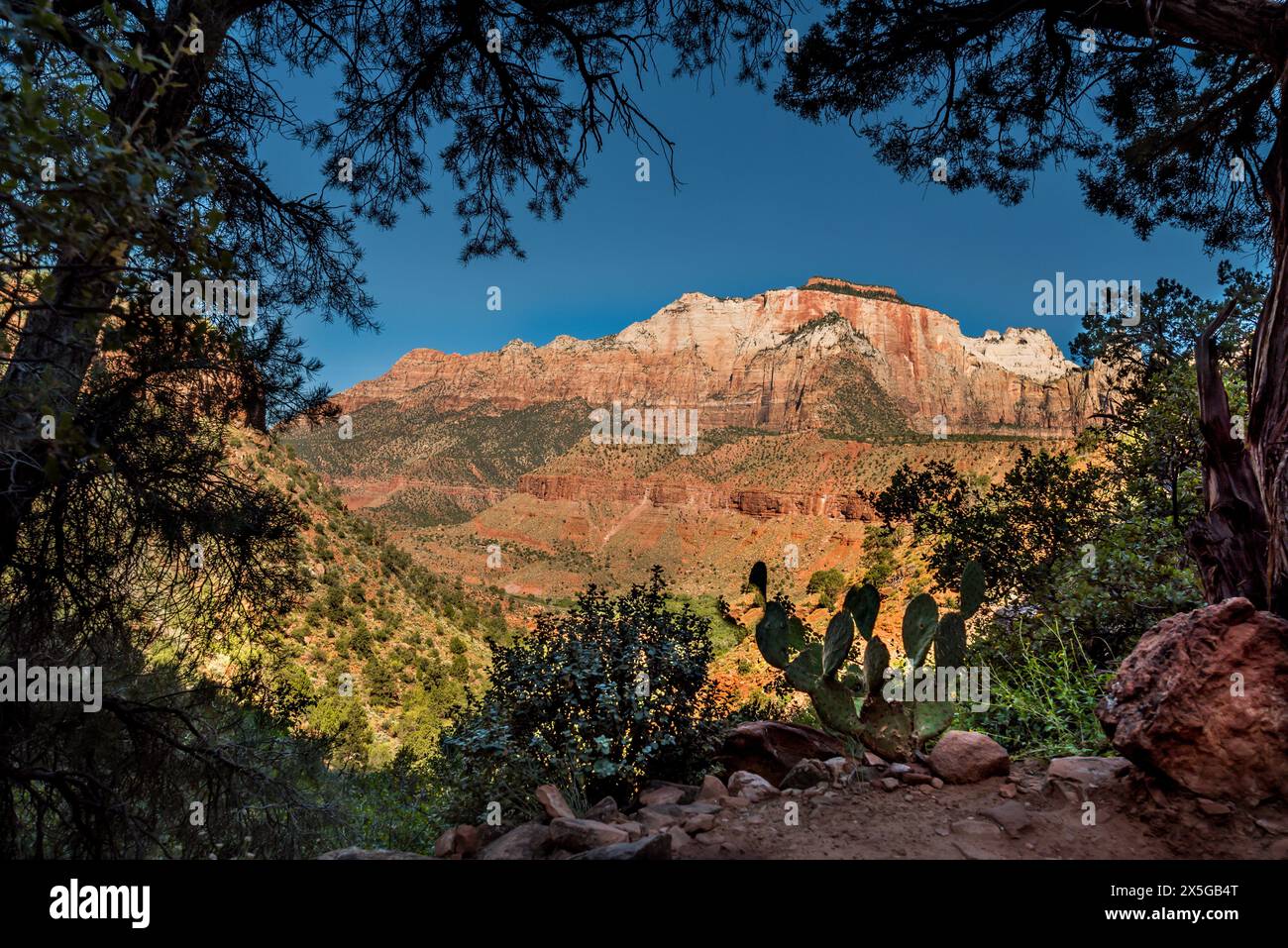 Zion virgin river plants hi-res stock photography and images - Alamy