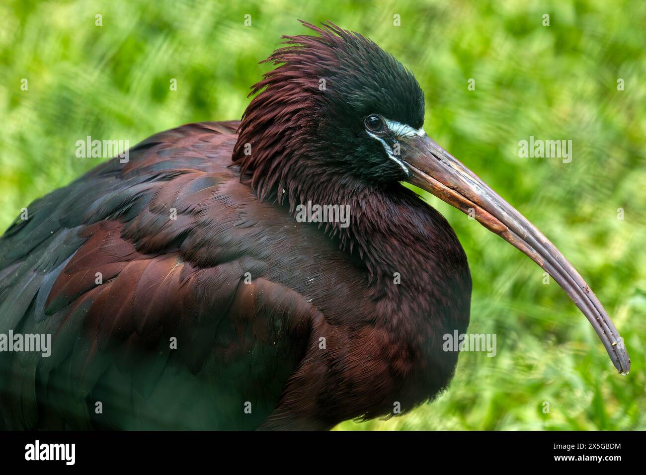 Elegant ibis with iridescent green plumage & long, decurved bill. Found ...