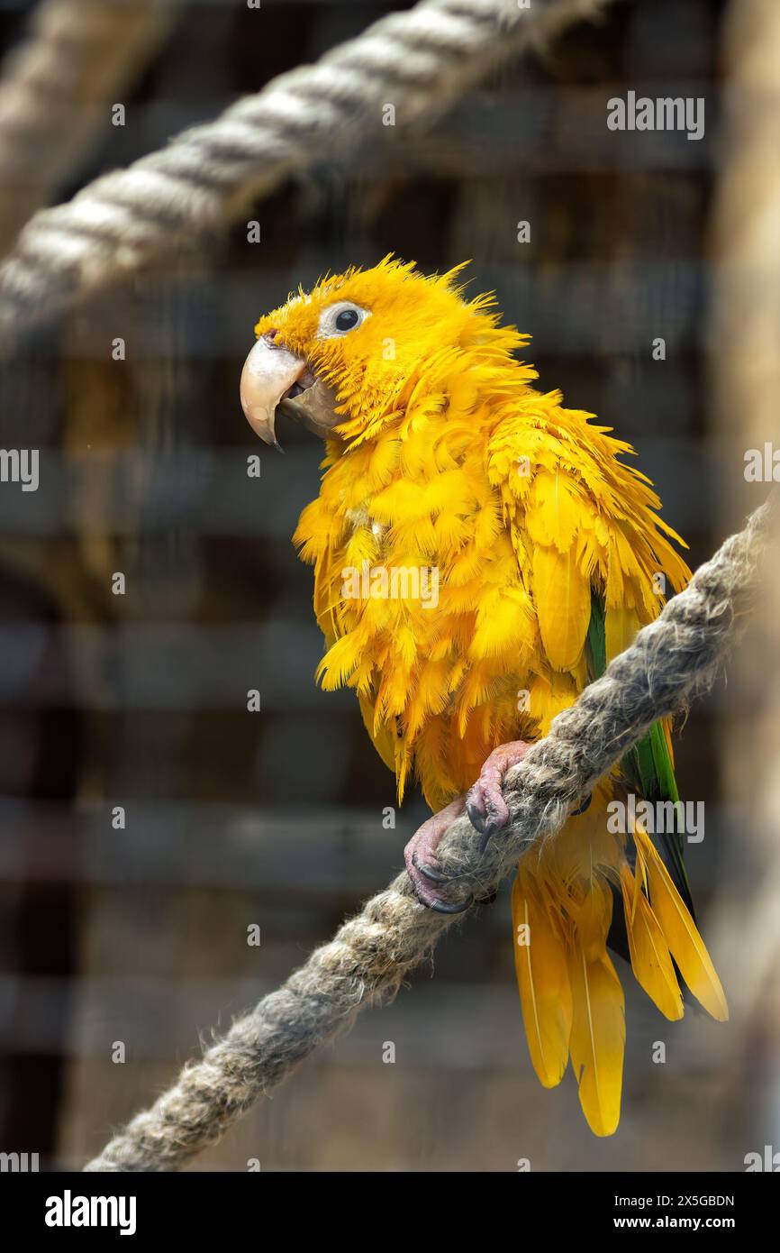 Stunning medium-sized parrot with bright yellow plumage and green wing ...