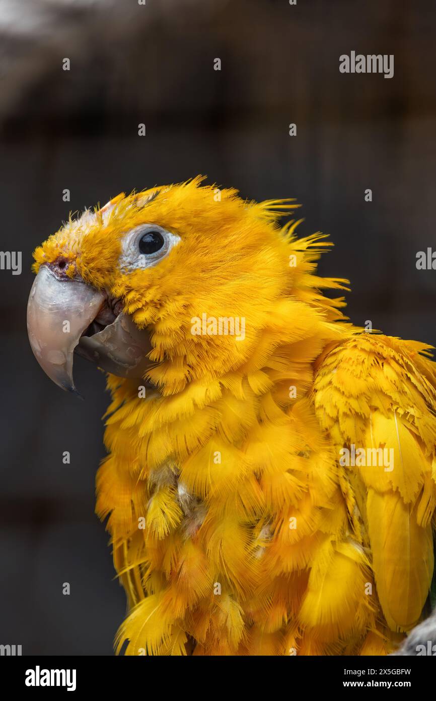 Stunning medium-sized parrot with bright yellow plumage and green wing ...