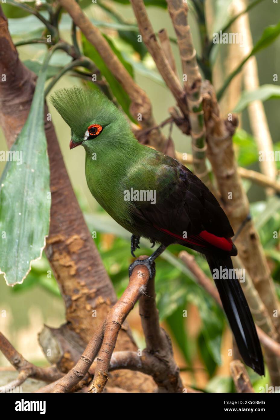 Stunning medium-sized bird with vibrant green plumage, red beak, and ...