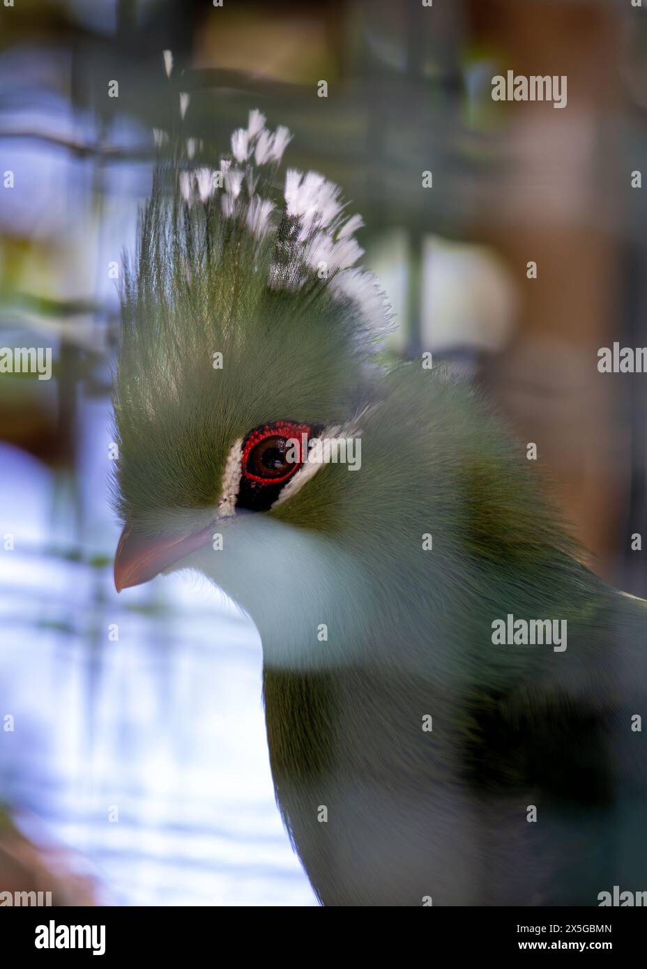 Stunning medium-sized bird with vibrant green plumage, red beak, and ...