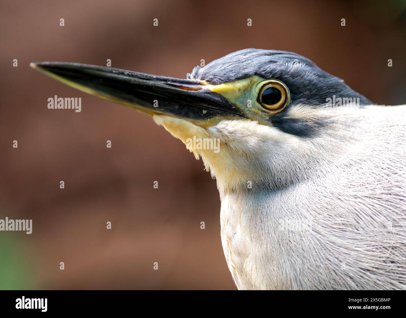 Small, green heron with a long, sharp bill. Prefers freshwater wetlands ...