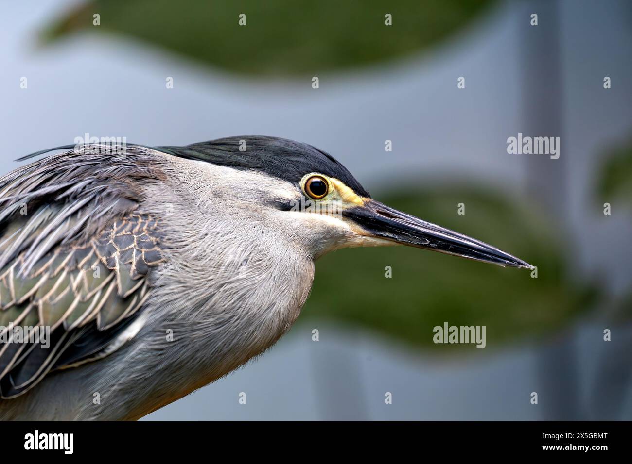 Small, green heron with a long, sharp bill. Prefers freshwater wetlands ...