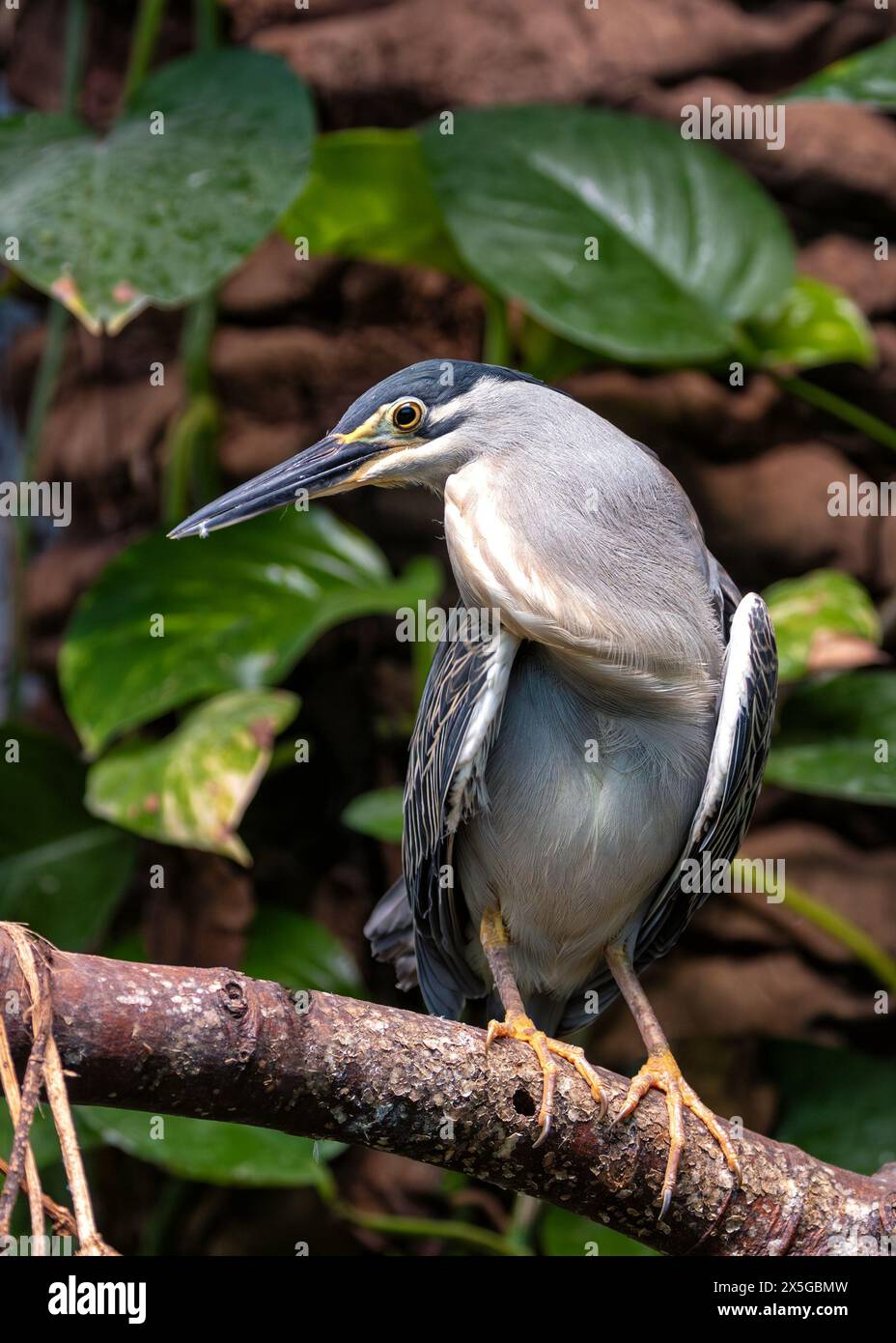Small, green heron with a long, sharp bill. Prefers freshwater wetlands ...