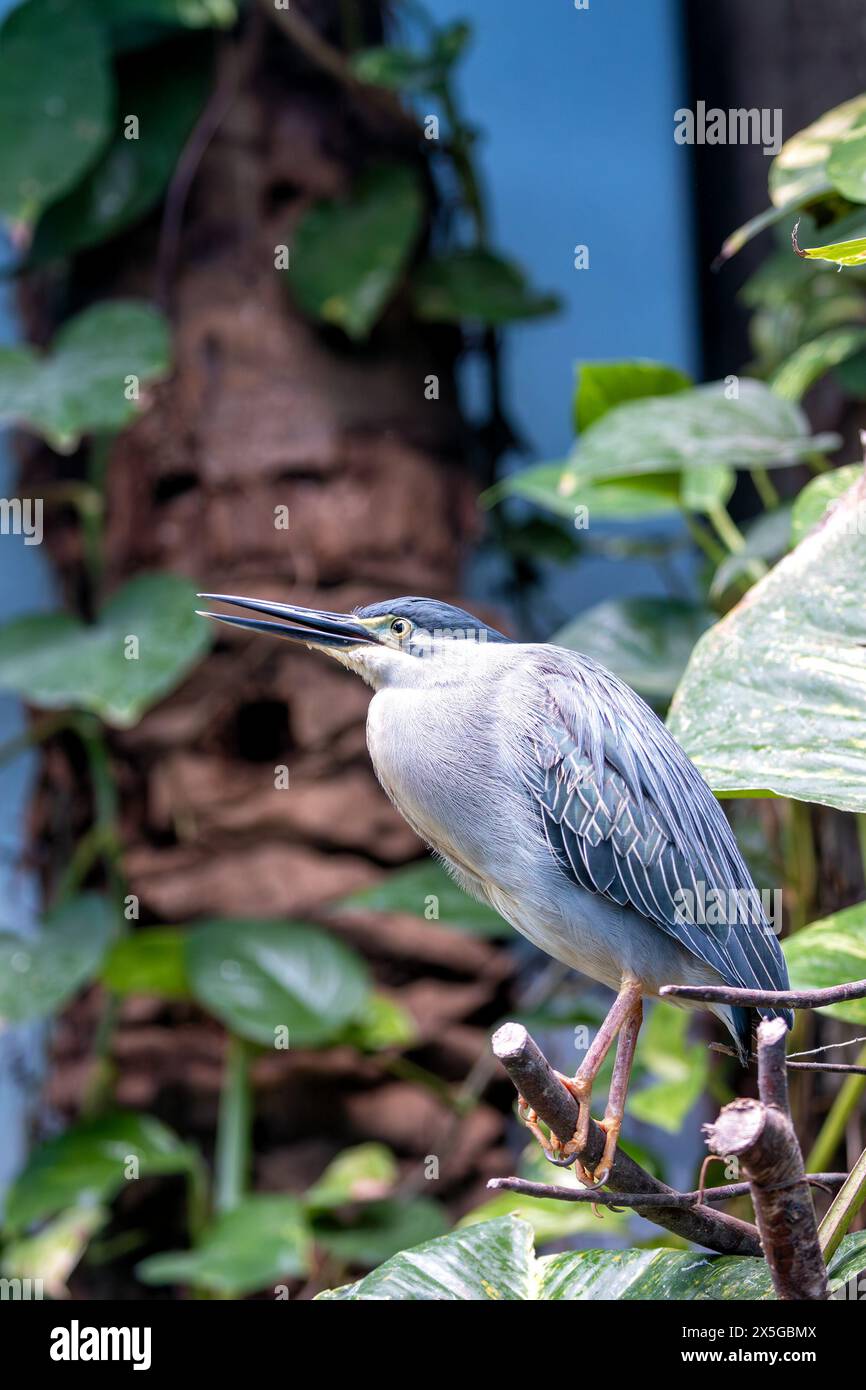 Small, green heron with a long, sharp bill. Prefers freshwater wetlands ...