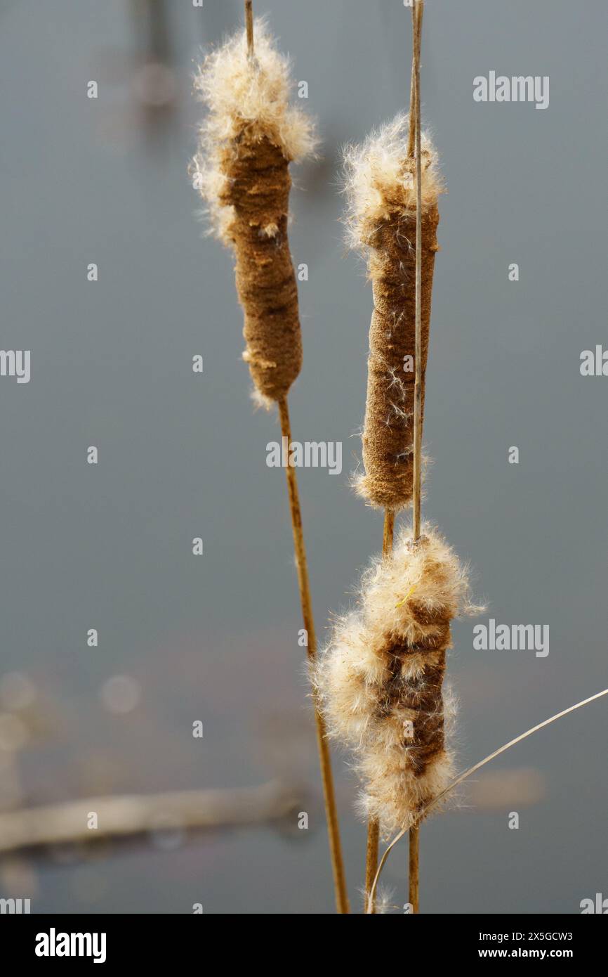 Close-up of common reed (Phragmites australis) mace isolated on a ...