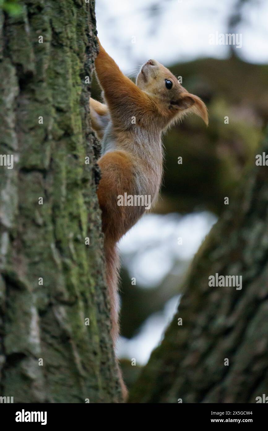 Cute Eurasian Red Squirrel (Sciurus vulgaris) climbing up an old tree ...