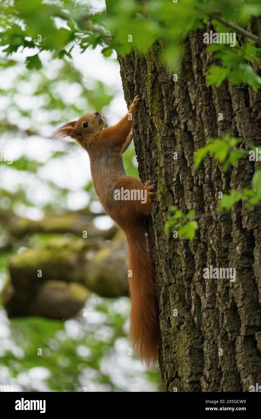 Cute Eurasian Red Squirrel (Sciurus vulgaris) climbing up an old tree ...