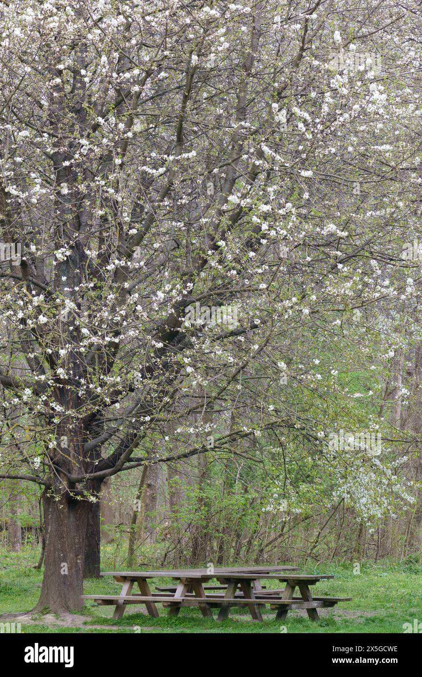 Park bench below beautifully white blooming cherry tree inviting you to ...