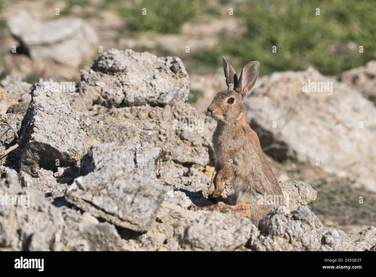 Wild rabbit (Oryctolagus cuniculus) in alert upright posture Stock ...