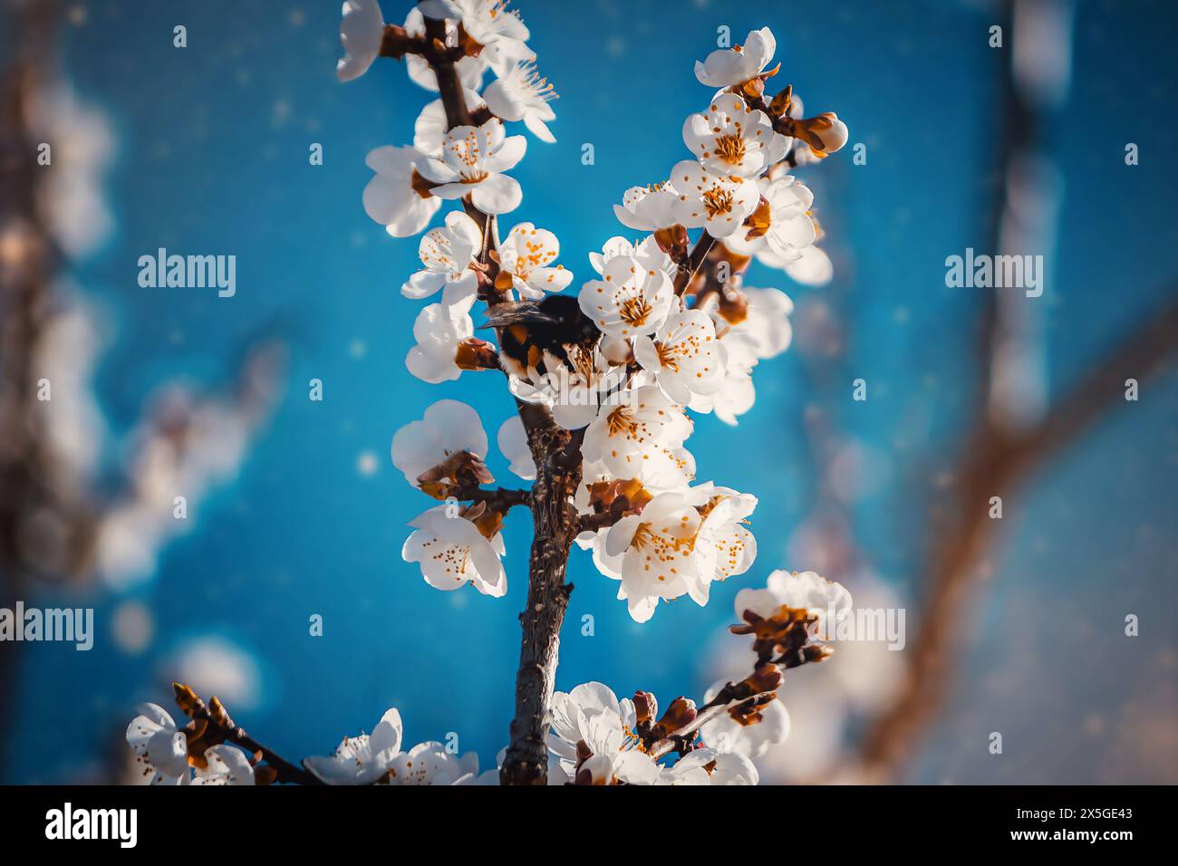 white flowers of an apple tree in spring and a bumblebee collecting ...