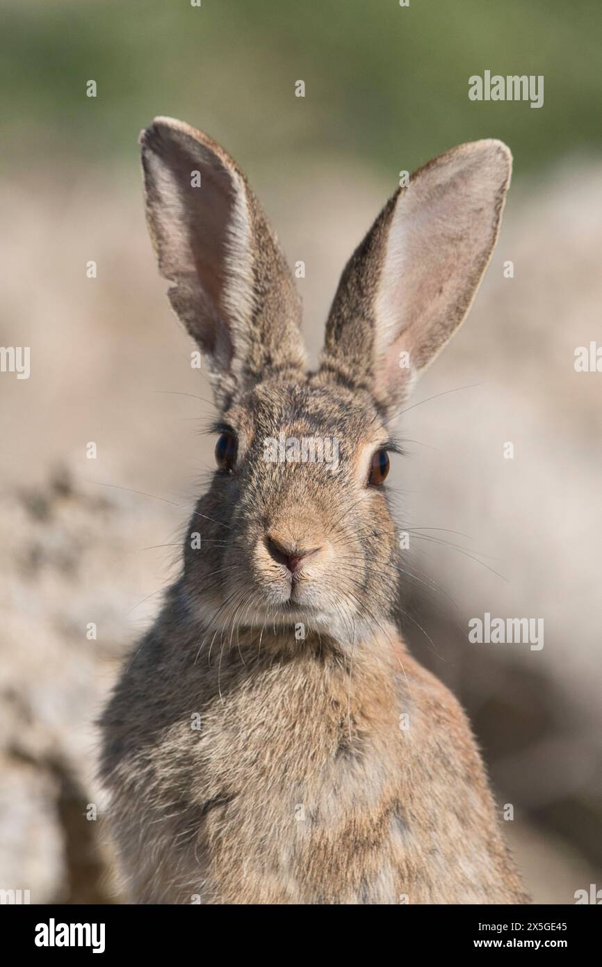 Wild rabbit (Oryctolagus cuniculus) portrait Stock Photo - Alamy
