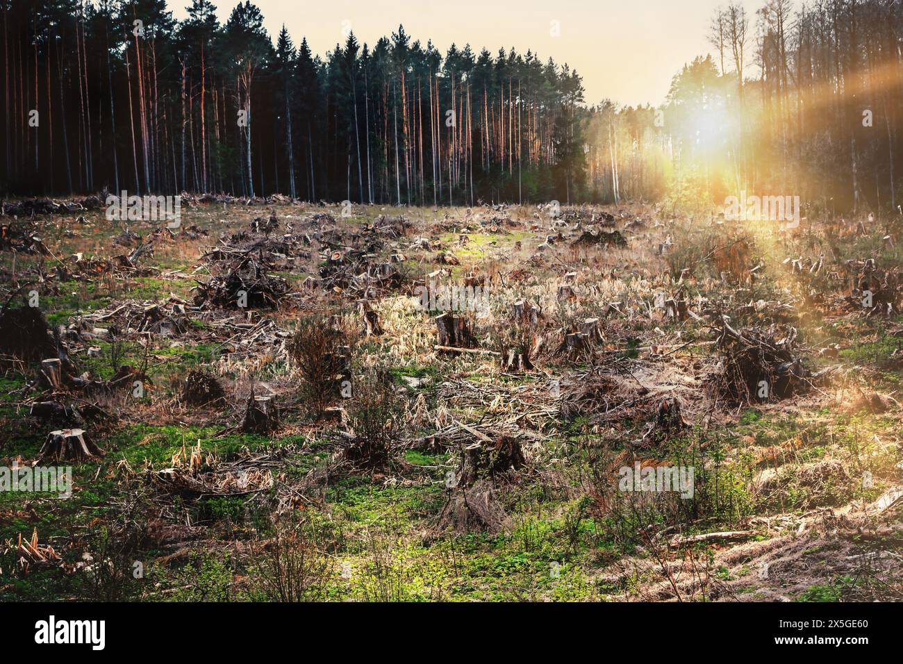 Large clearing of cleared forest with stumps Stock Photo - Alamy