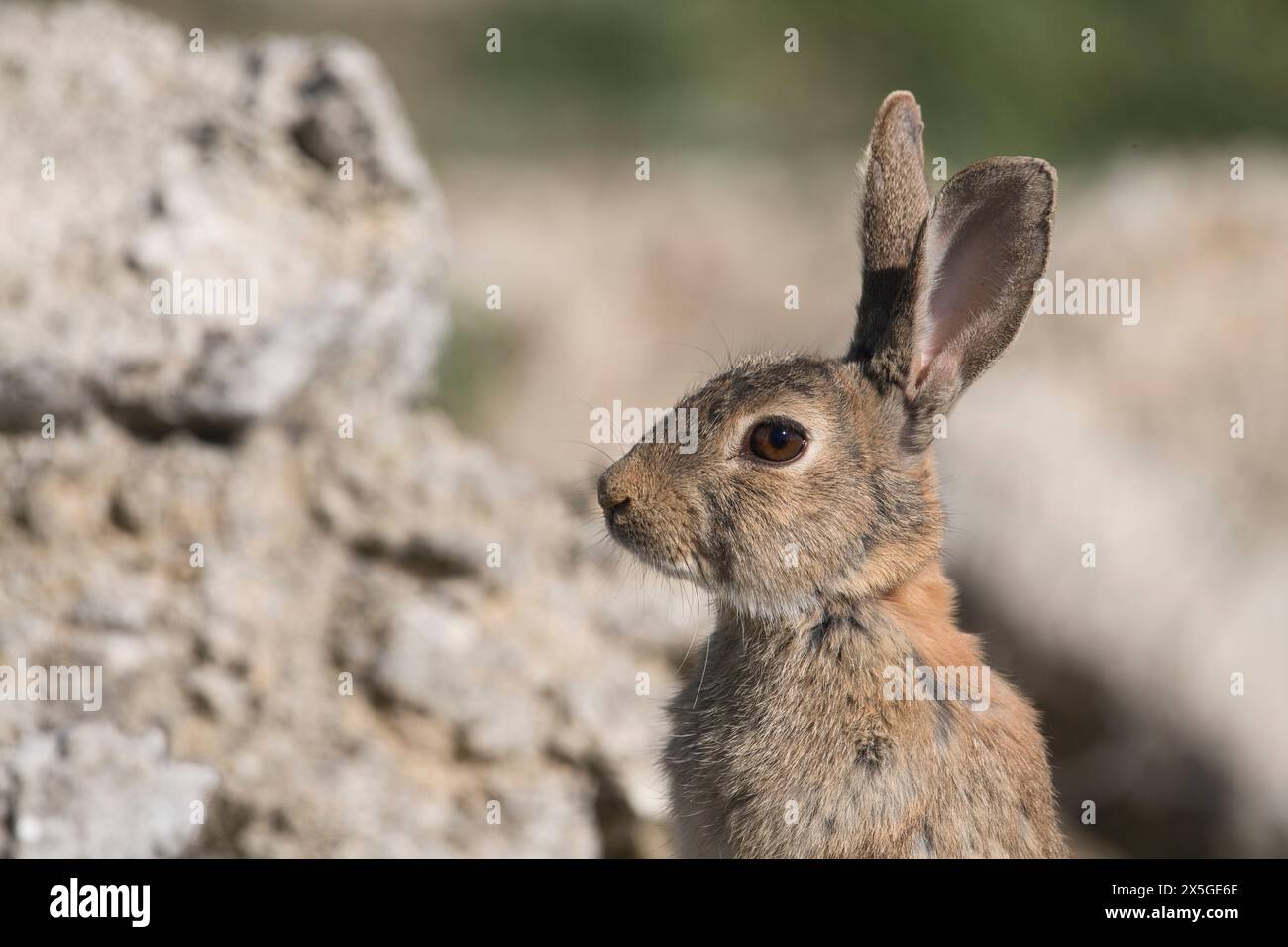 Wild rabbit (Oryctolagus cuniculus) portrait Stock Photo - Alamy