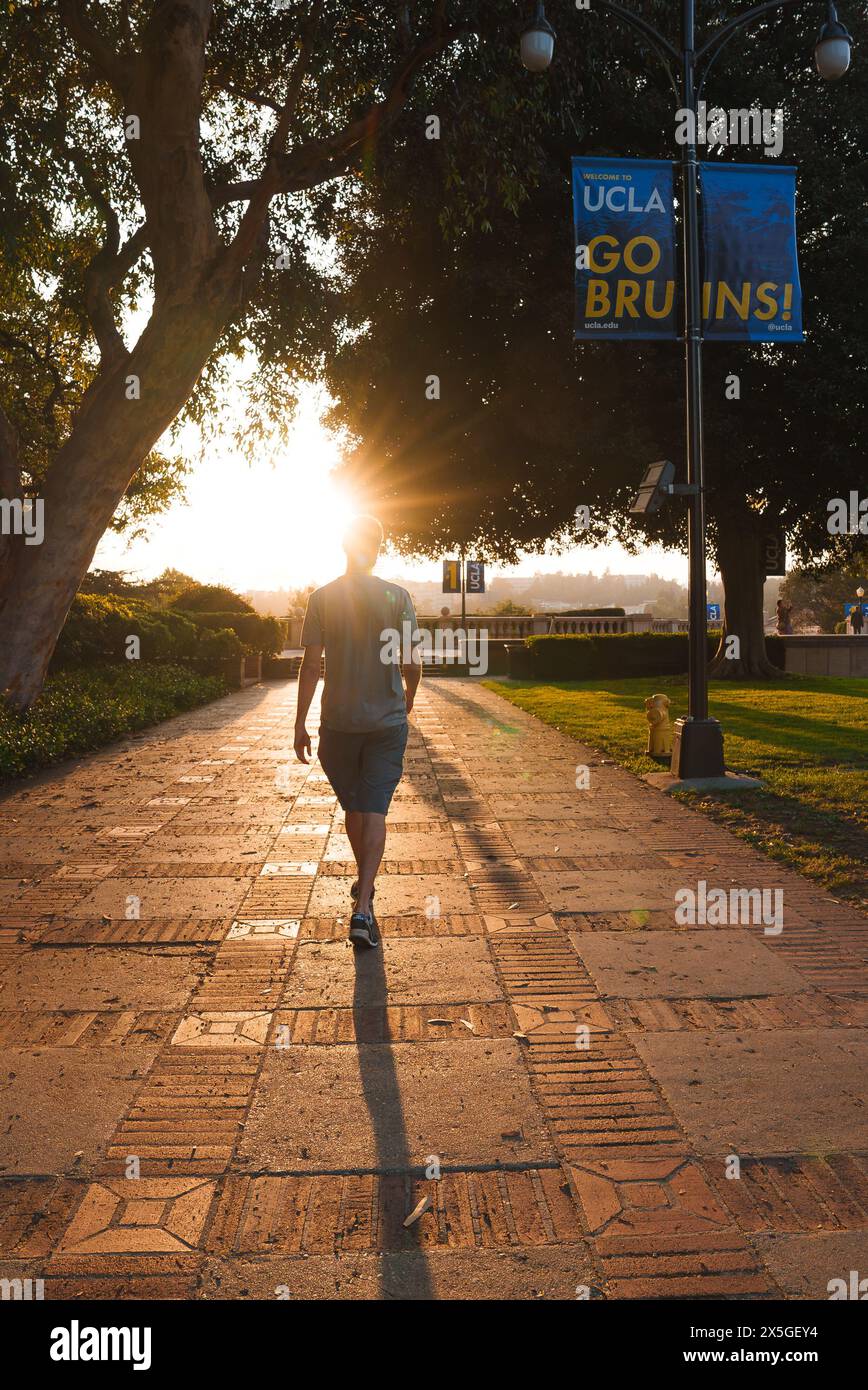 Person walking along tree lined path at UCLA campus Stock Photo - Alamy